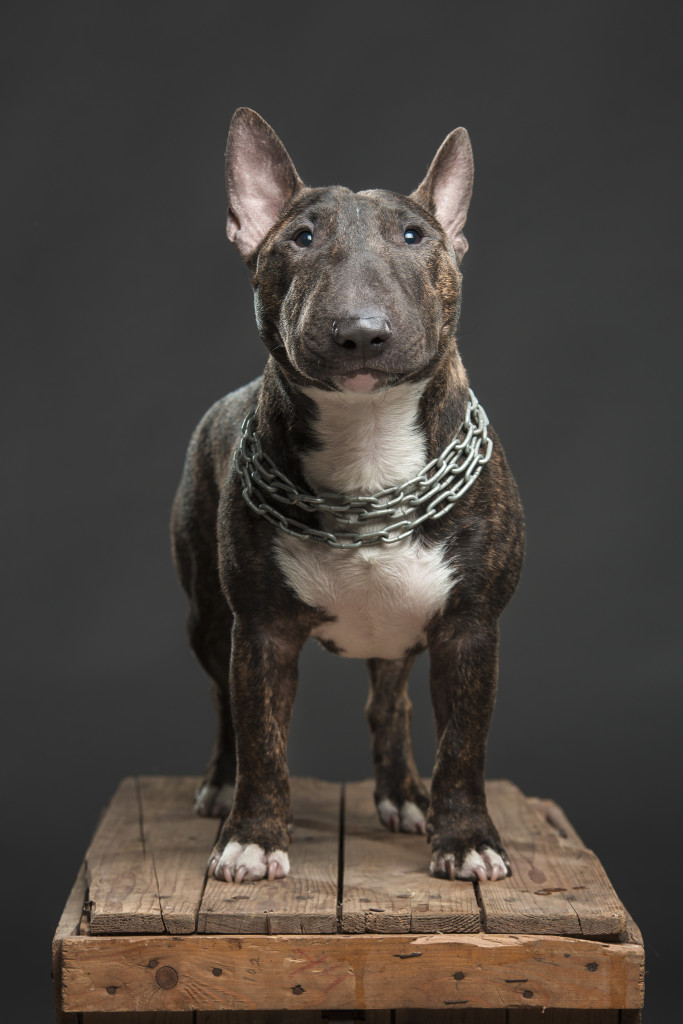 Kirppu - blindfire.org